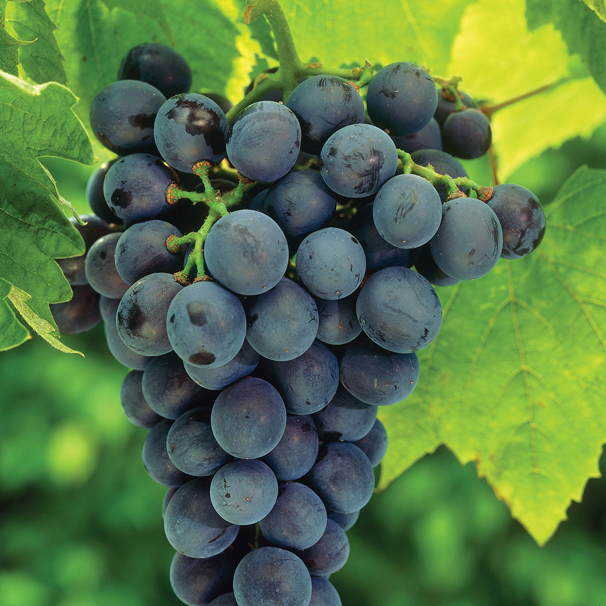 Concord Blue Grapes - 1 Plant | HSN