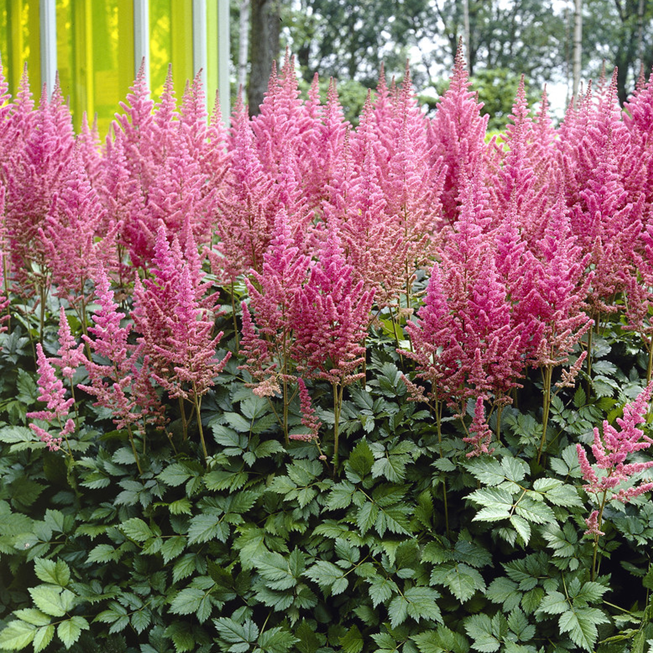 VanZyverden Astilbe Visions® Roots 5-Pack - 9930999 | HSN