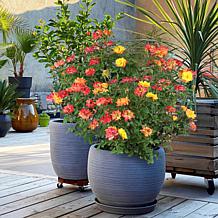 Leaf Petal Designs Flowers Plants Plant Food Hsn