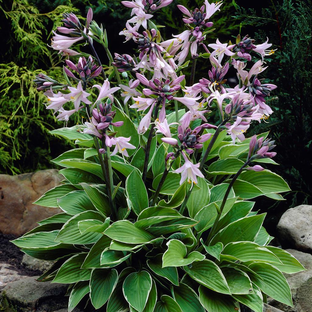 Hosta Francee Set of 5 Roots - 8962177 | HSN
