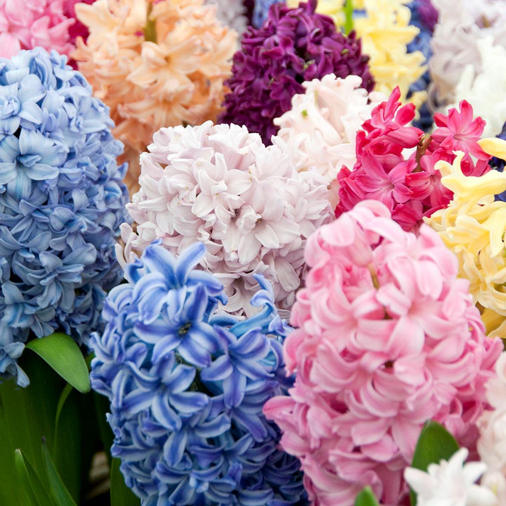 Hyacinths Easter Basket Blend Set of 12 Bulbs - 8839464 | HSN