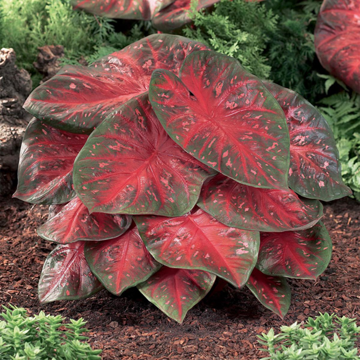 Van Zyverden Caladiums Fancy Leaf Red Flash - 3 Bulbs - 23520442 | HSN