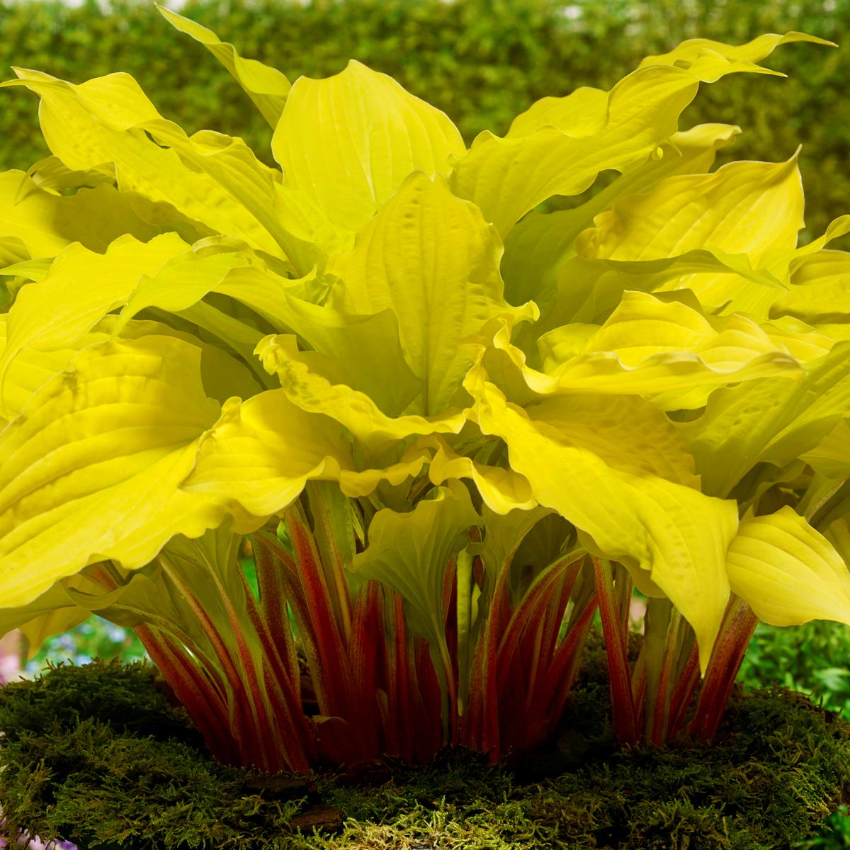 Van Zyverden Hosta Lipstick Blonde Set of 3 Roots - 20439132 | HSN